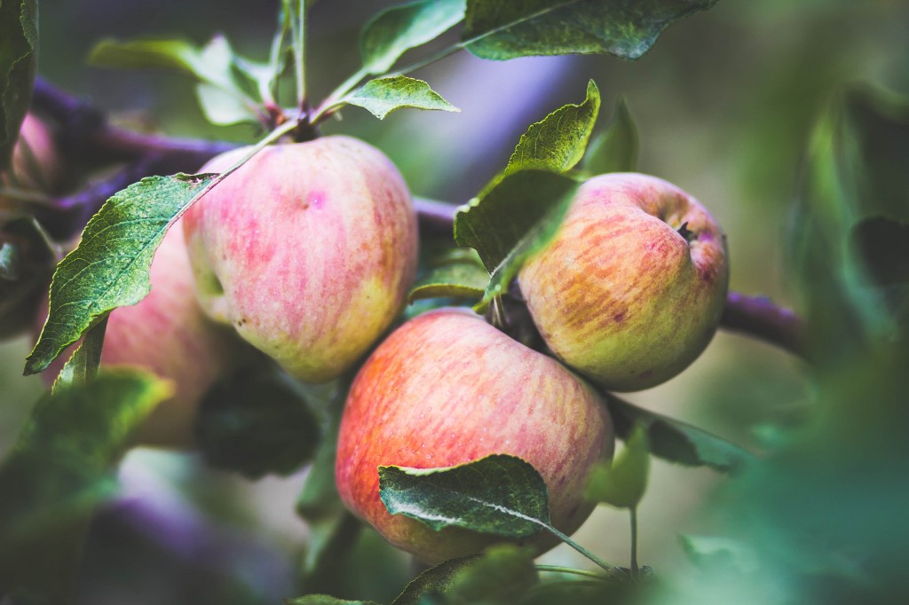 Apples - Riley's Farm : Riley's Farm