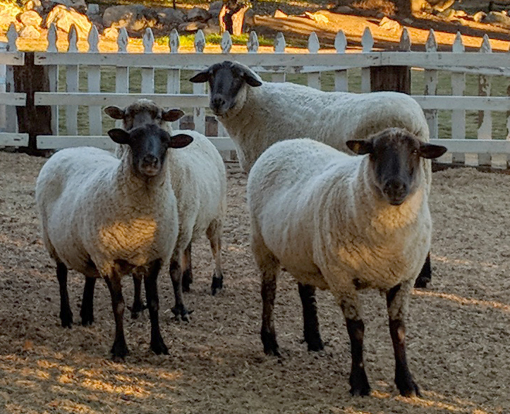 Adventures in the Old World at Riley's Farm - Riley's Farm : Riley's Farm